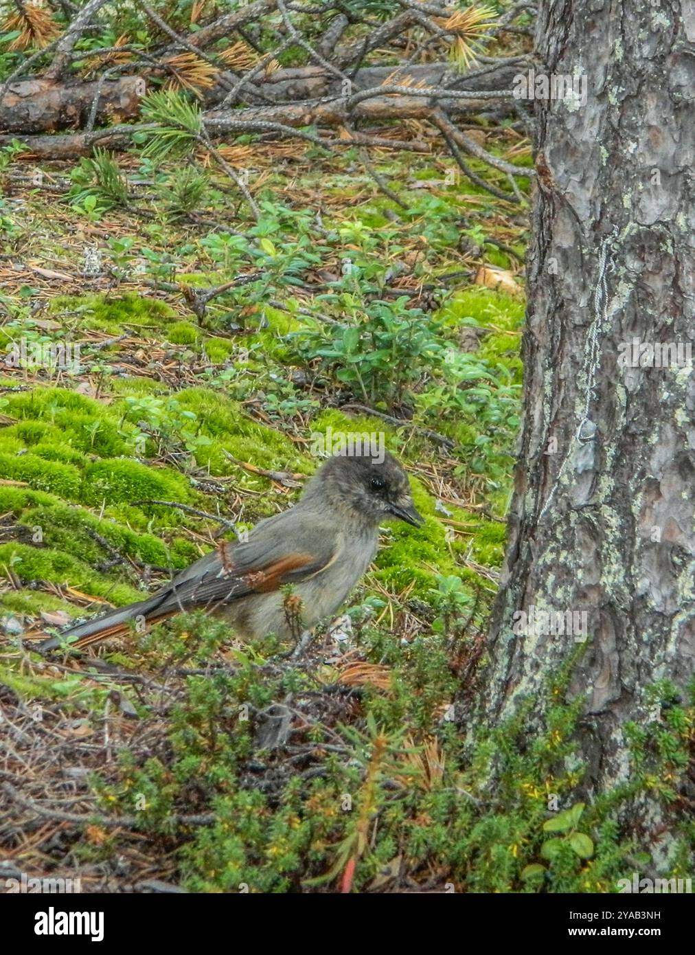 Siberian Jay (Perisoreus infaustus) Aves Stock Photo - Alamy