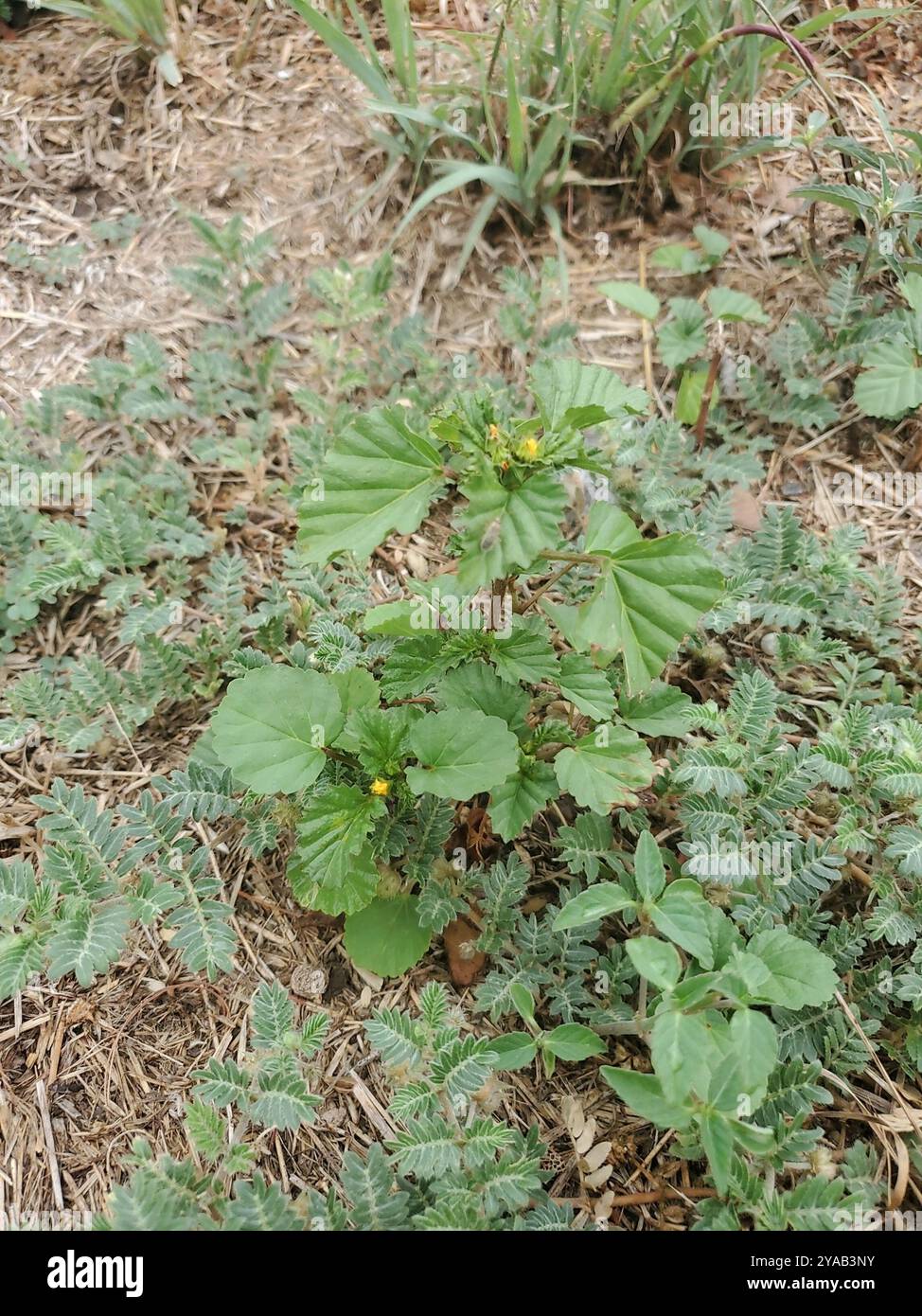 three-lobe false mallow (Malvastrum coromandelianum) Plantae Stock ...