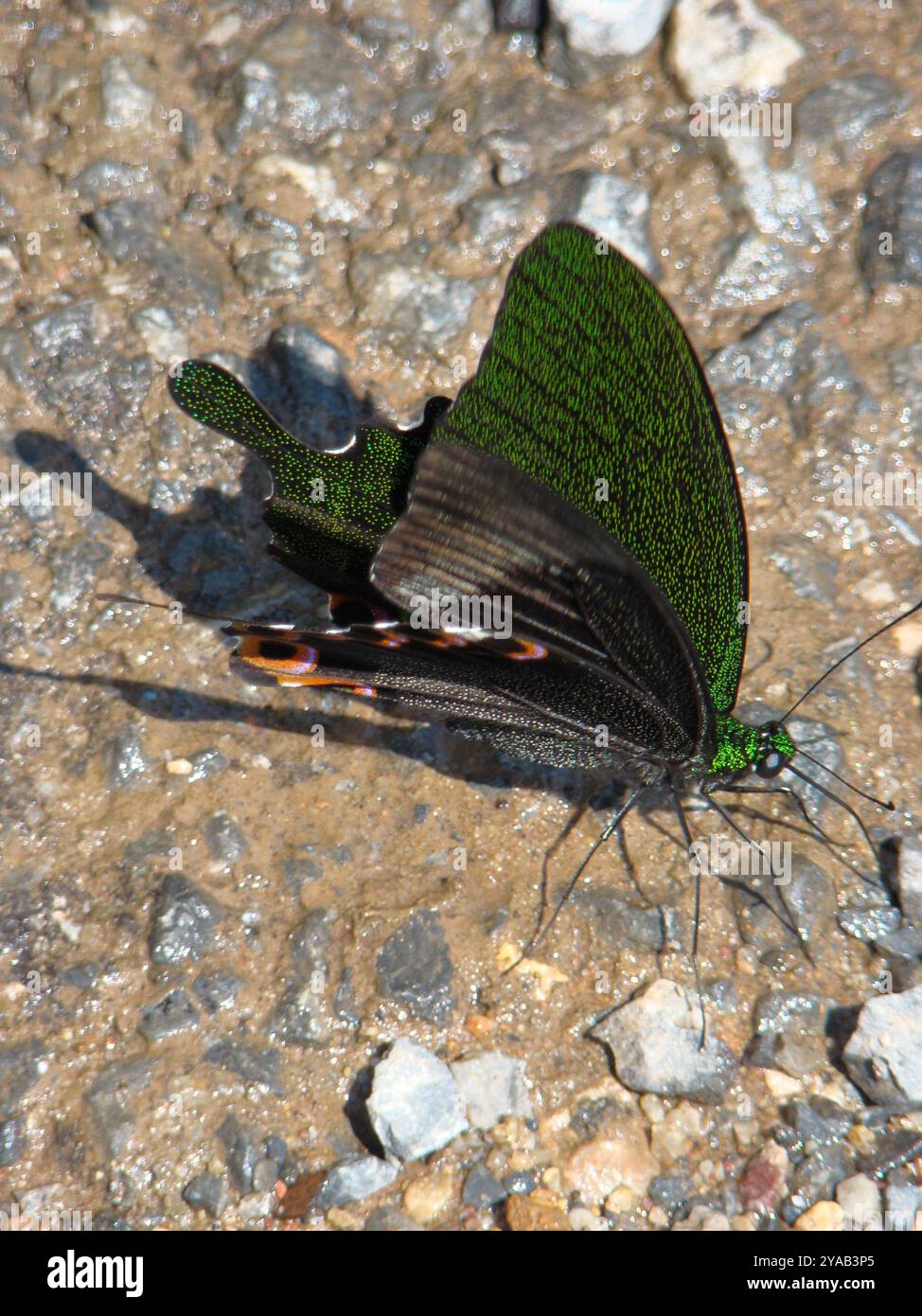 Paris Peacock Swallowtail (Papilio paris) Insecta Stock Photo - Alamy
