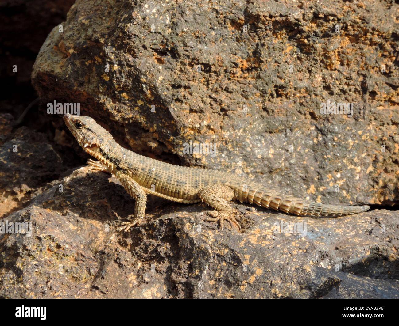 Karoo Girdled Lizard (Karusasaurus polyzonus) Reptilia Stock Photo - Alamy