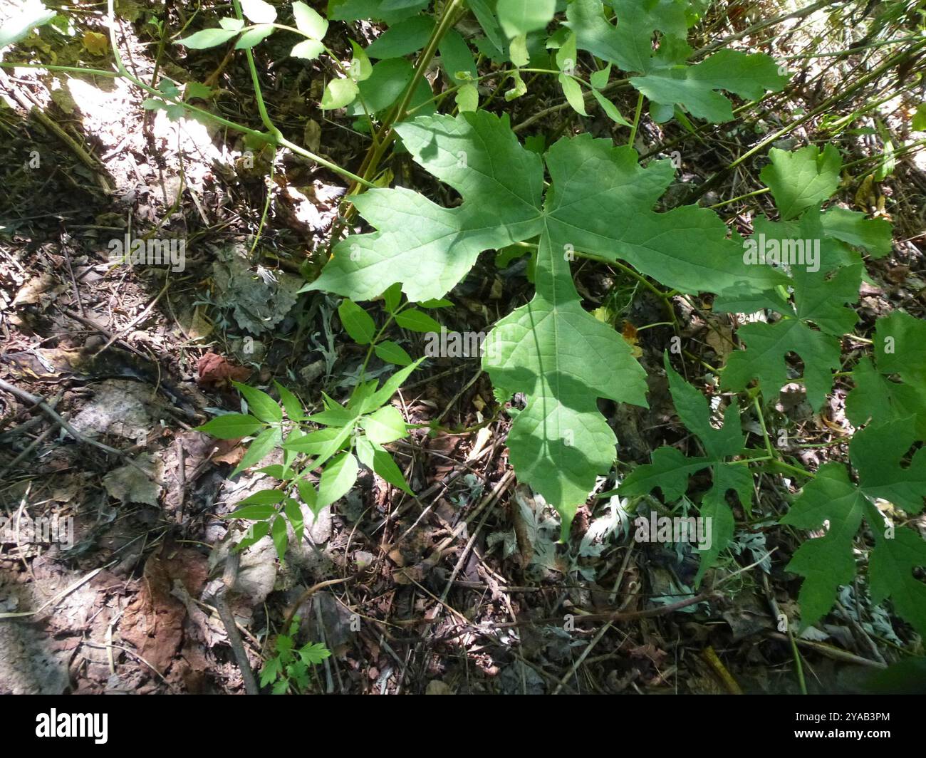 dicots (Magnoliopsida) Plantae Stock Photo - Alamy