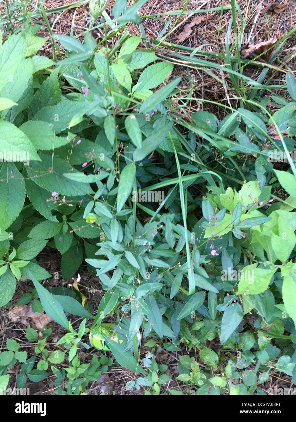 panicled ticktrefoil (Desmodium paniculatum) Plantae Stock Photo - Alamy