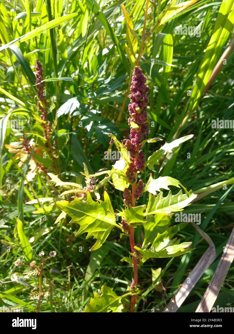 red pigweed (Oxybasis rubra) Plantae Stock Photo - Alamy
