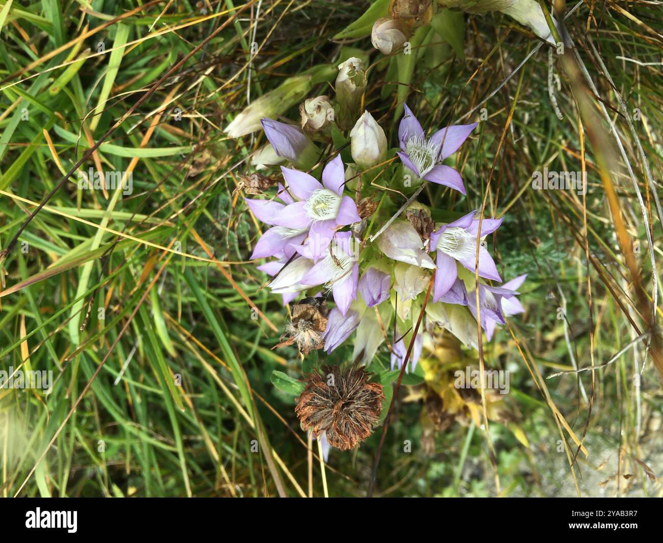 dwarf gentians (Gentianella) Plantae Stock Photo - Alamy