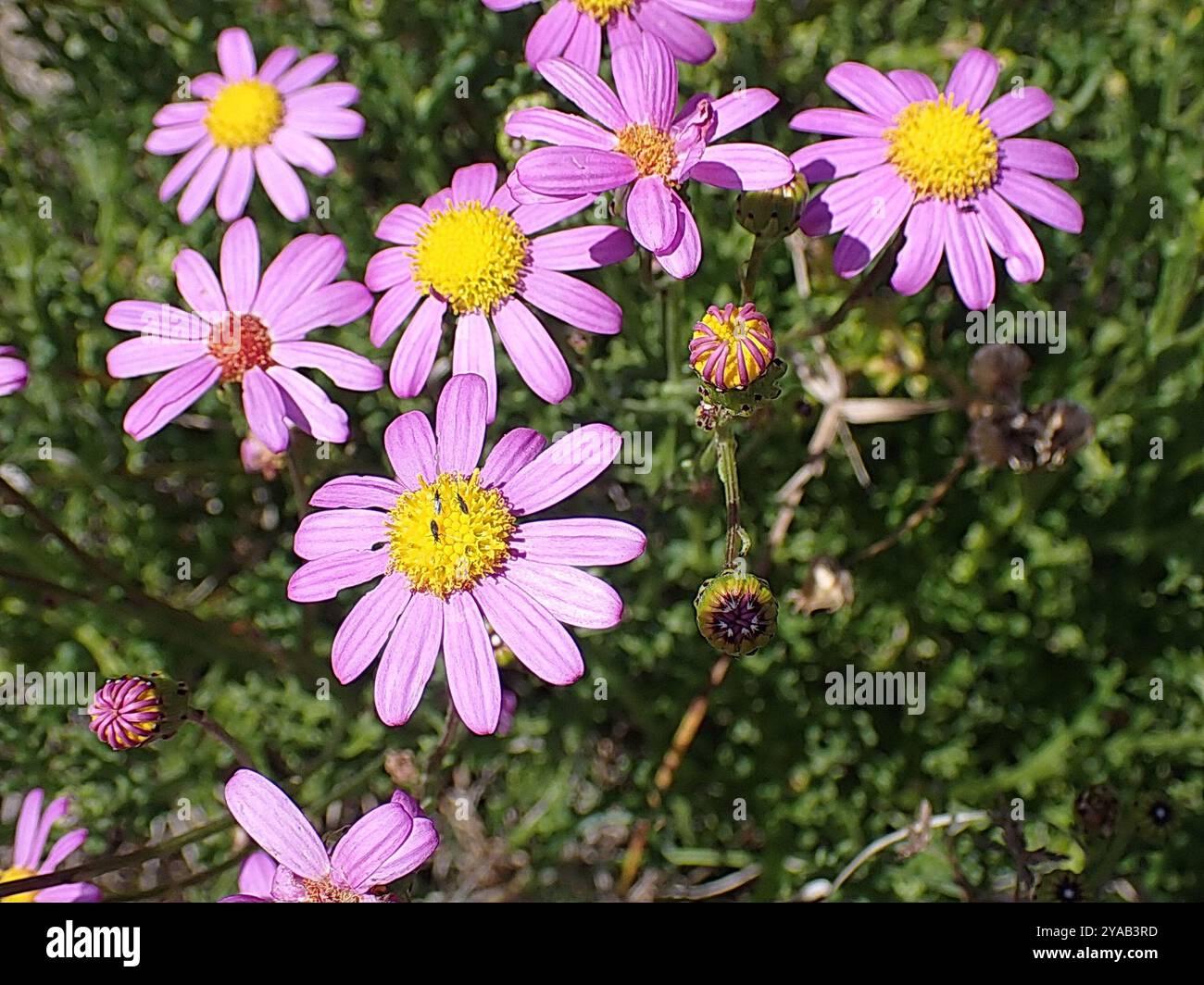 Red-purple Ragwort (Senecio elegans) Plantae Stock Photo - Alamy