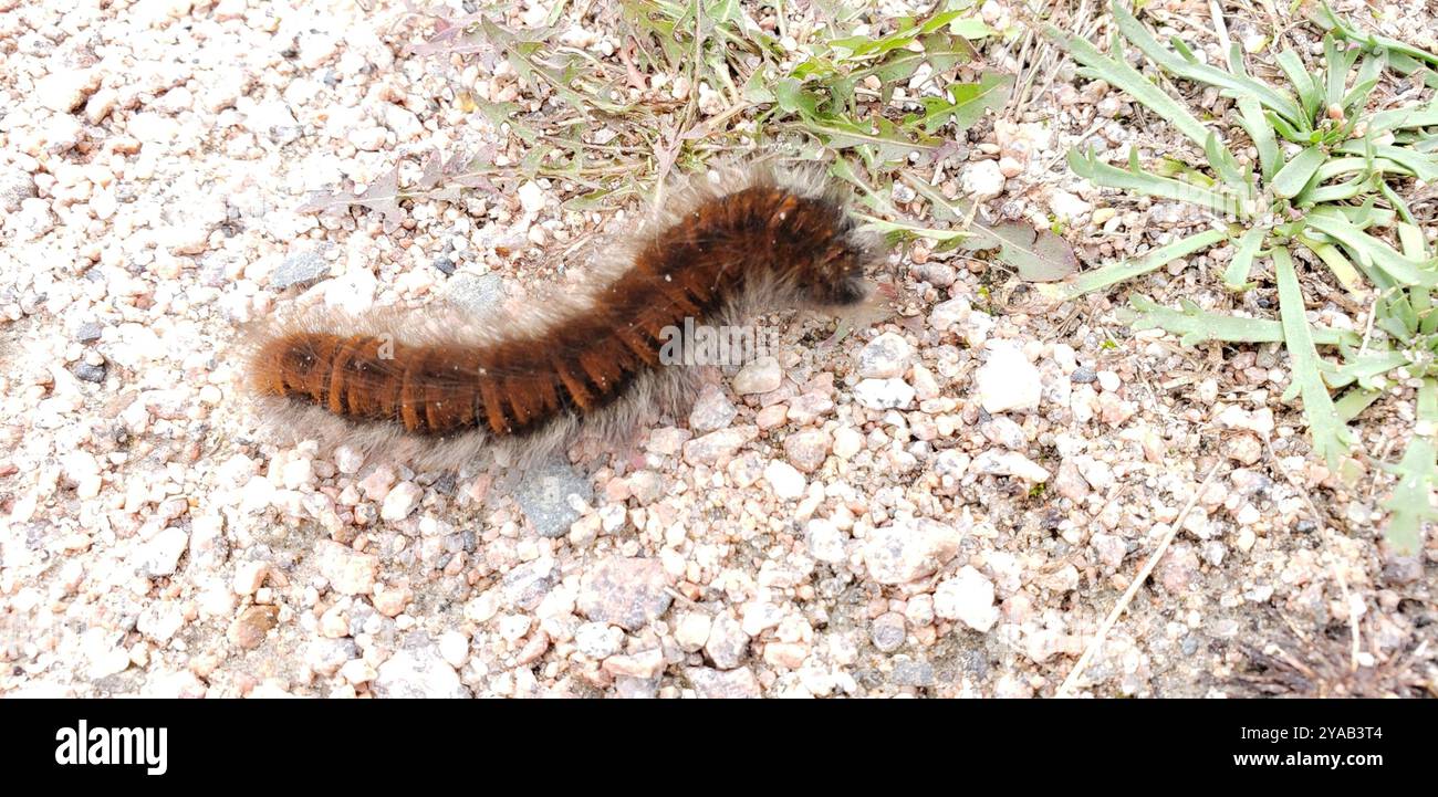 Fox Moth (Macrothylacia rubi) Insecta Stock Photo - Alamy