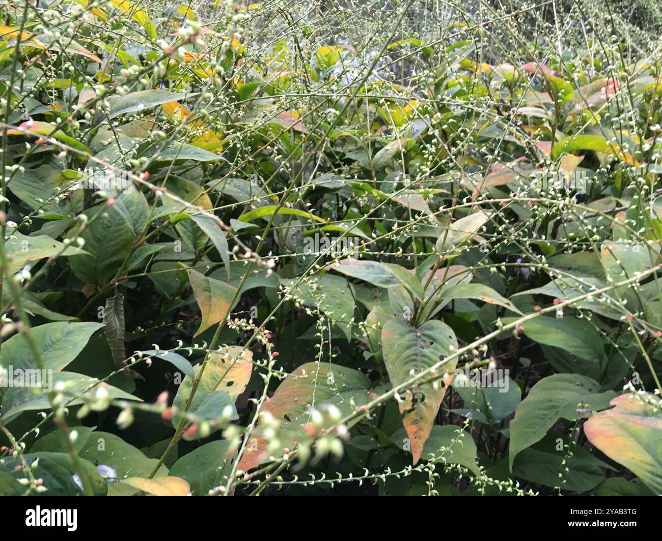 American jumpseed (Persicaria virginiana) Plantae Stock Photo - Alamy