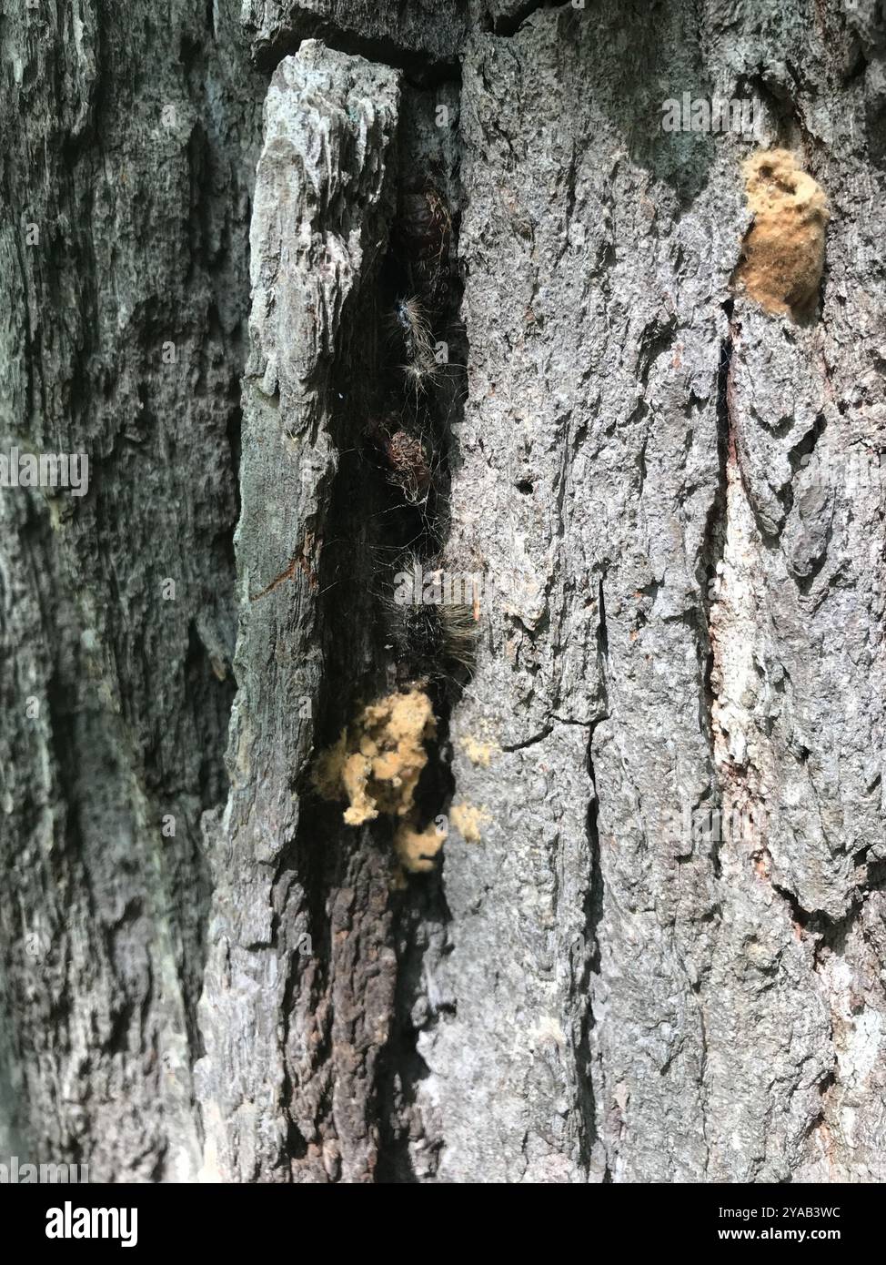 Spongy Moth (Lymantria dispar) Insecta Stock Photo - Alamy