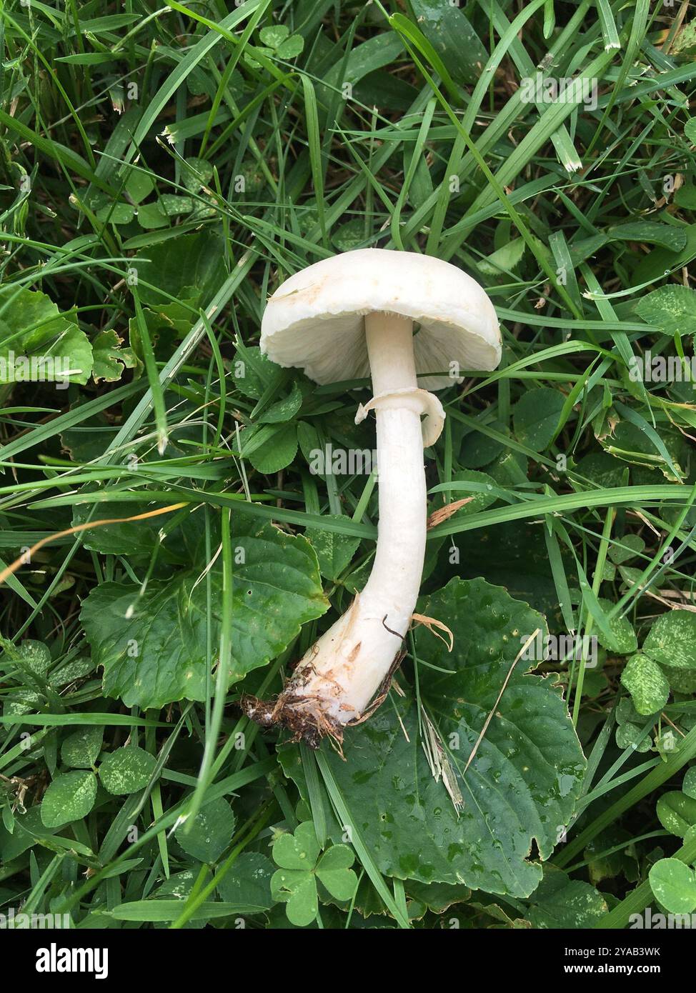 White Dapperling (Leucoagaricus leucothites) Fungi Stock Photo - Alamy