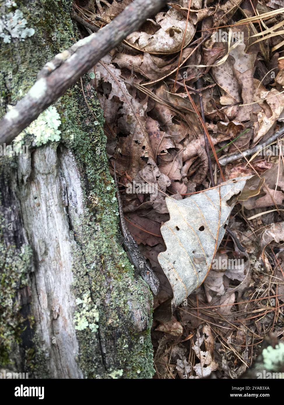 Eastern Fence Lizard (Sceloporus undulatus) Reptilia Stock Photo - Alamy