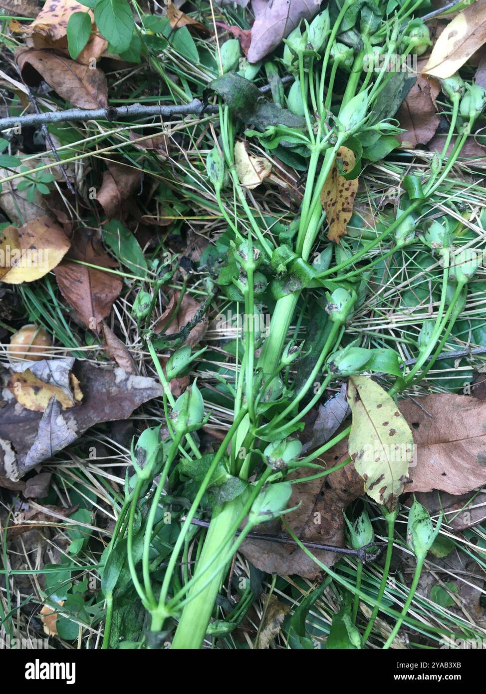 American columbo (Frasera caroliniensis) Plantae Stock Photo - Alamy