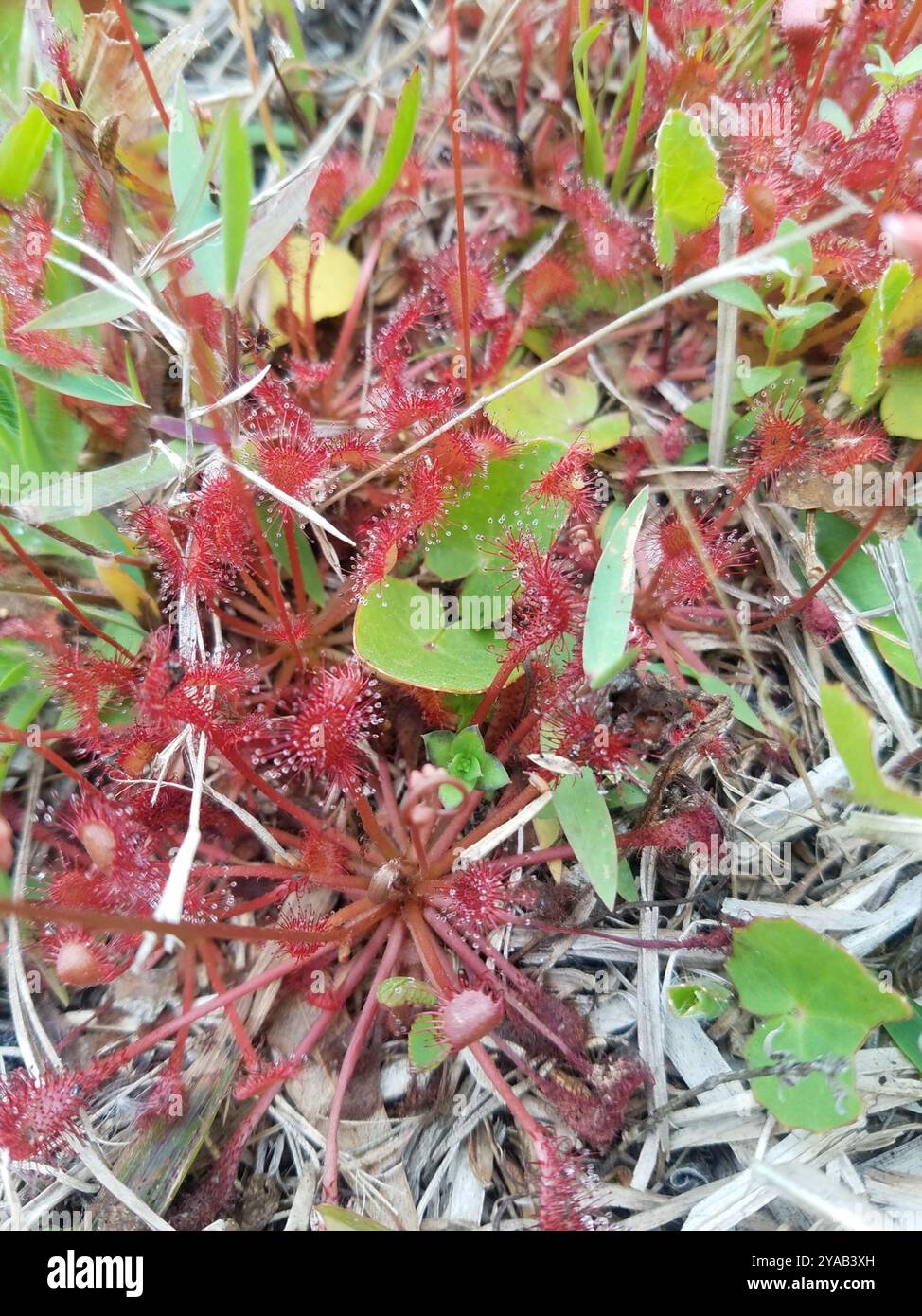 Pink Sundew (Drosera capillaris) Plantae Stock Photo - Alamy