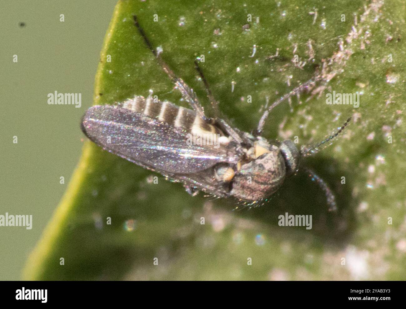 Biting Midges (Ceratopogonidae) Insecta Stock Photo - Alamy