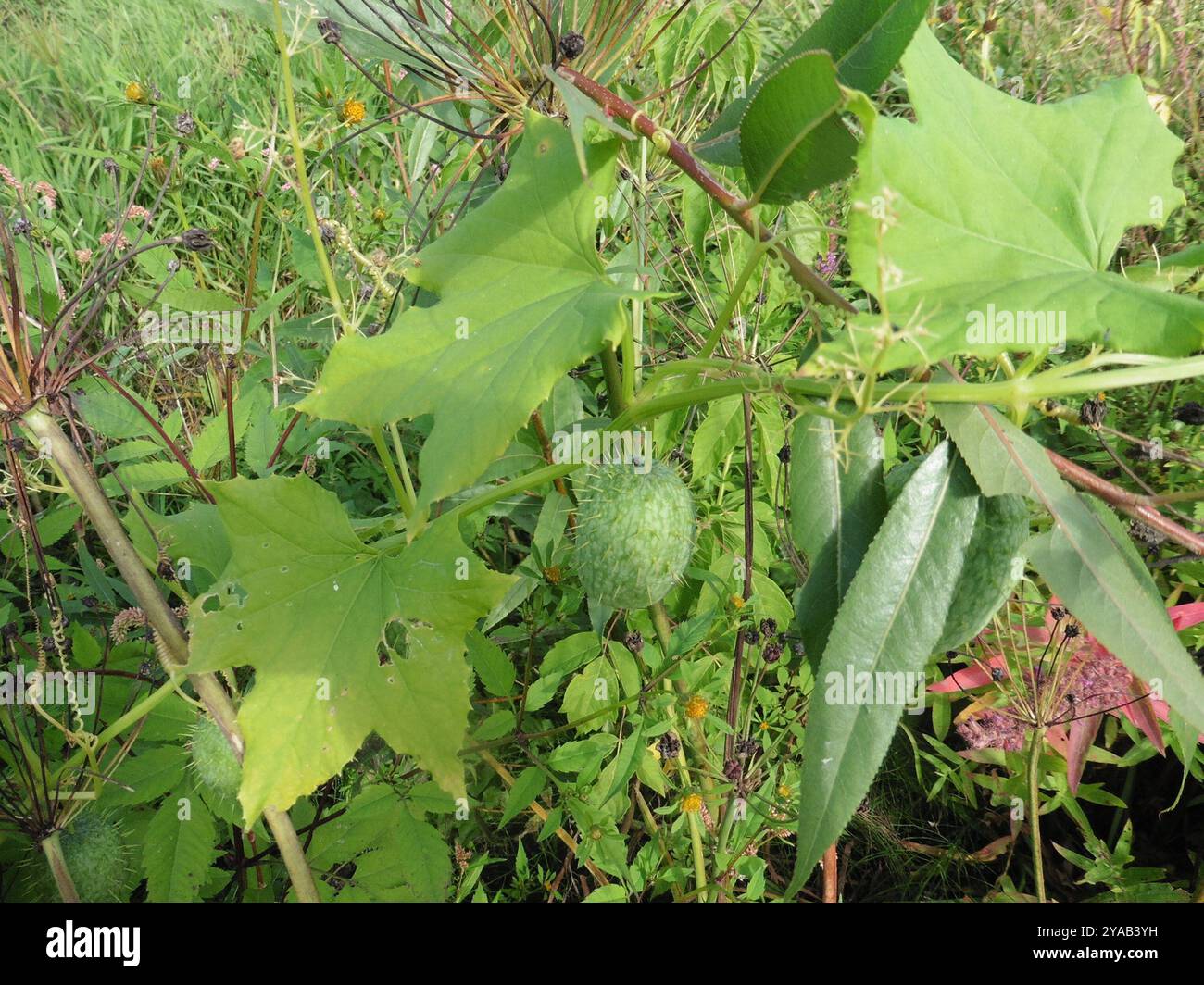 wild cucumber (Echinocystis lobata) Plantae Stock Photo - Alamy