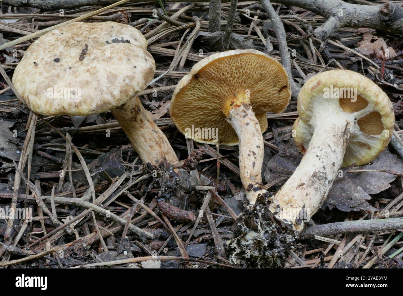 Deceptive Jack (Suillus decipiens) Fungi Stock Photo - Alamy
