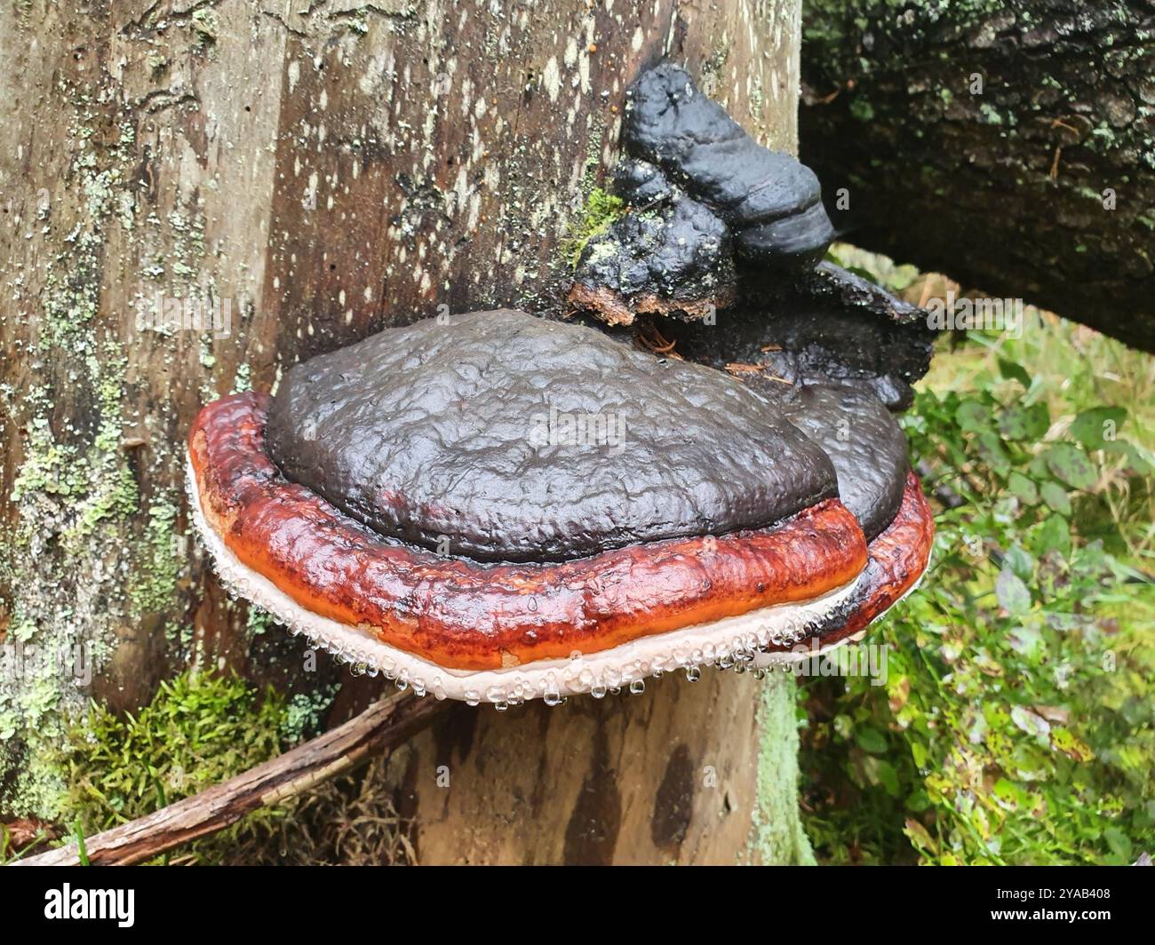 Red-banded Polypore (Fomitopsis pinicola) Fungi Stock Photo - Alamy