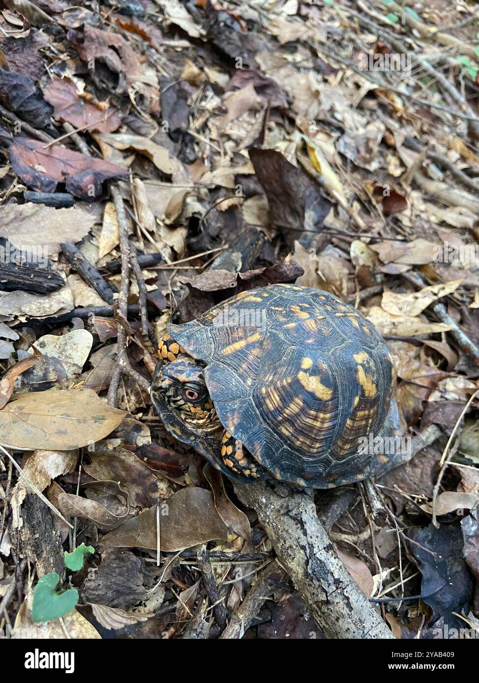 Common Box Turtle (Terrapene carolina) Reptilia Stock Photo - Alamy