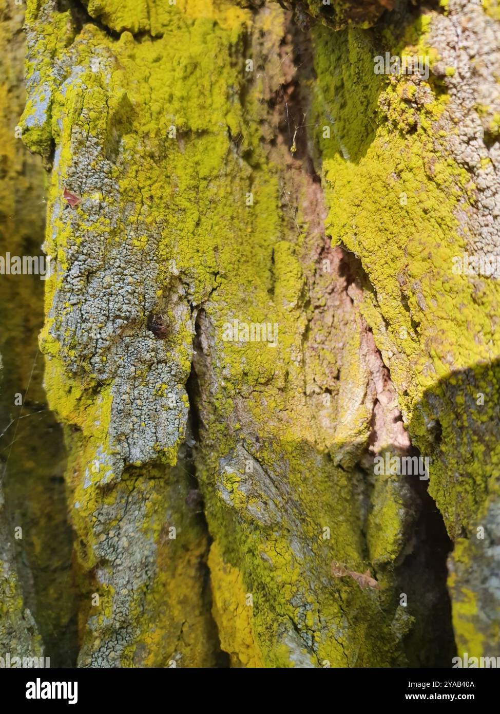gold dust lichen (Chrysothrix candelaris) Fungi Stock Photo - Alamy