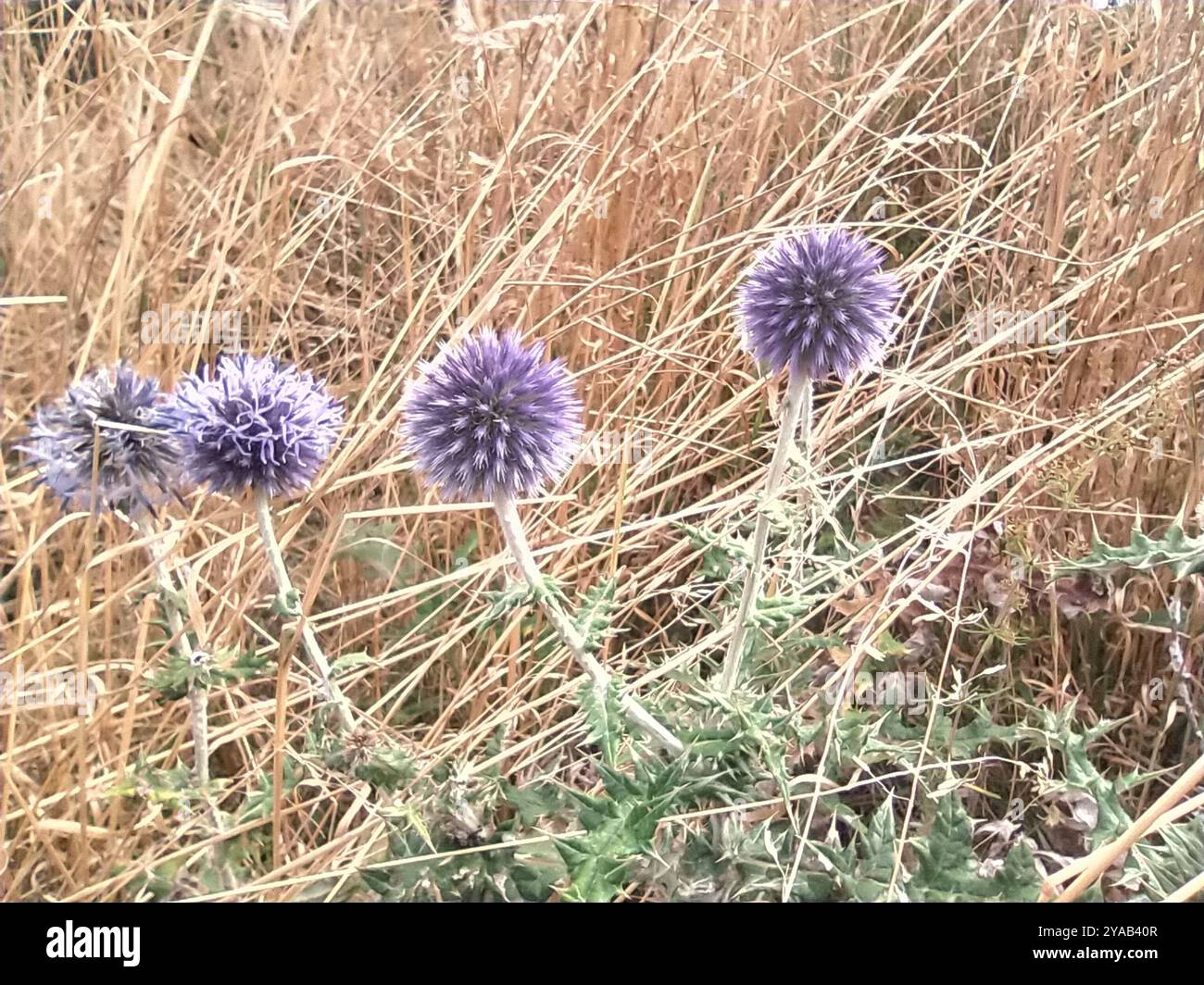 Echinops ruthenicus hi-res stock photography and images - Alamy