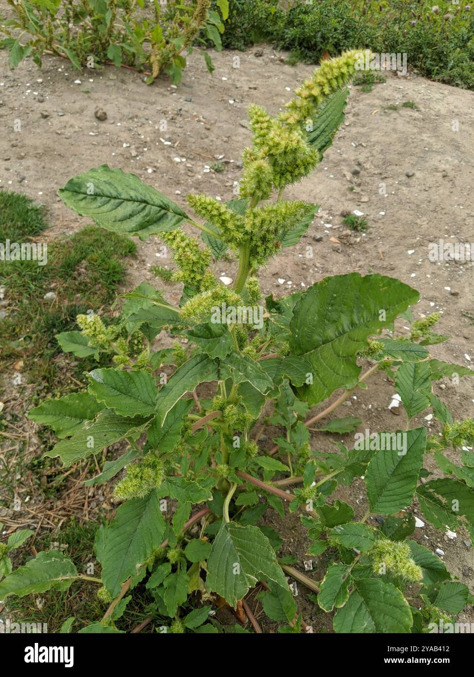 Redroot Amaranth (Amaranthus retroflexus) Plantae Stock Photo - Alamy