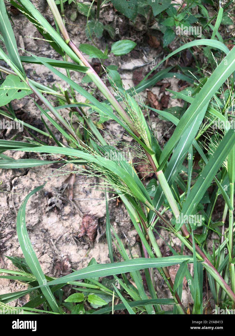 Fall Panic Grass (Panicum dichotomiflorum dichotomiflorum) Plantae ...