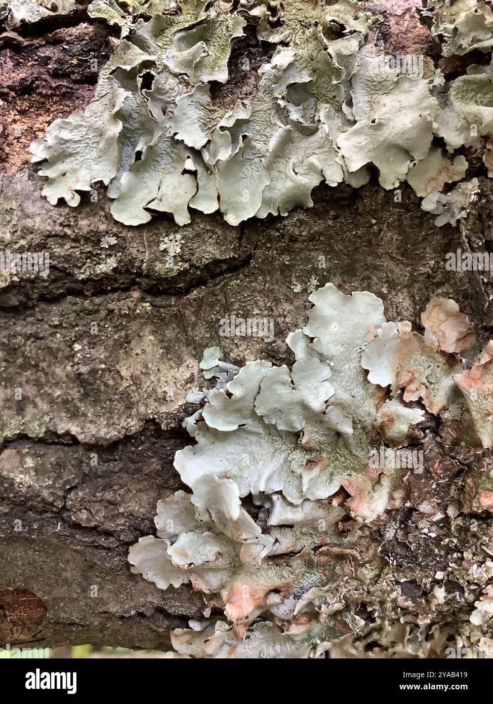 common greenshield lichen (Flavoparmelia caperata) Fungi Stock Photo ...