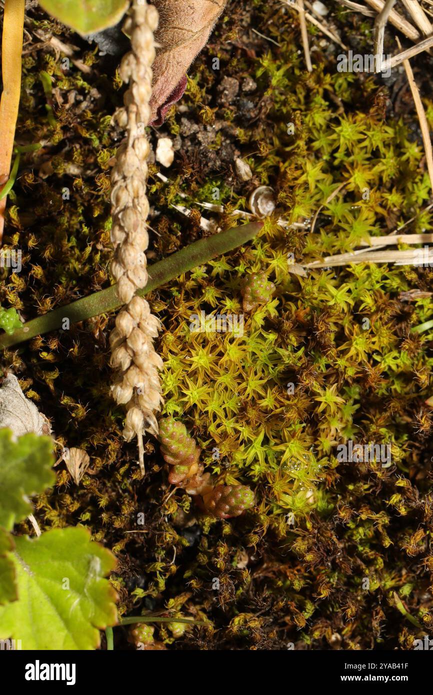 Sand-hill Screw-moss (Syntrichia ruraliformis) Plantae Stock Photo - Alamy