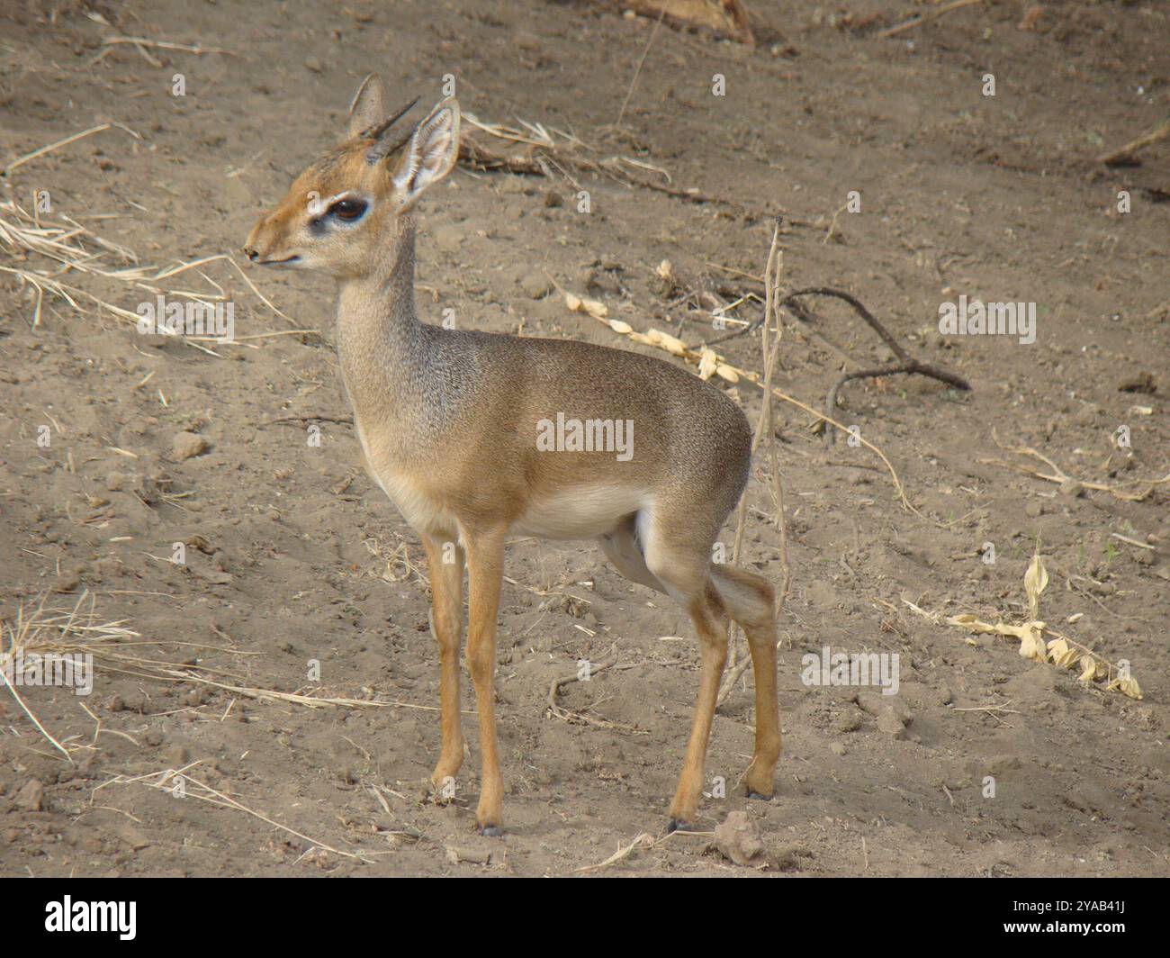 Cavendish's Dik-Dik (Madoqua cavendishi) Mammalia Stock Photo - Alamy
