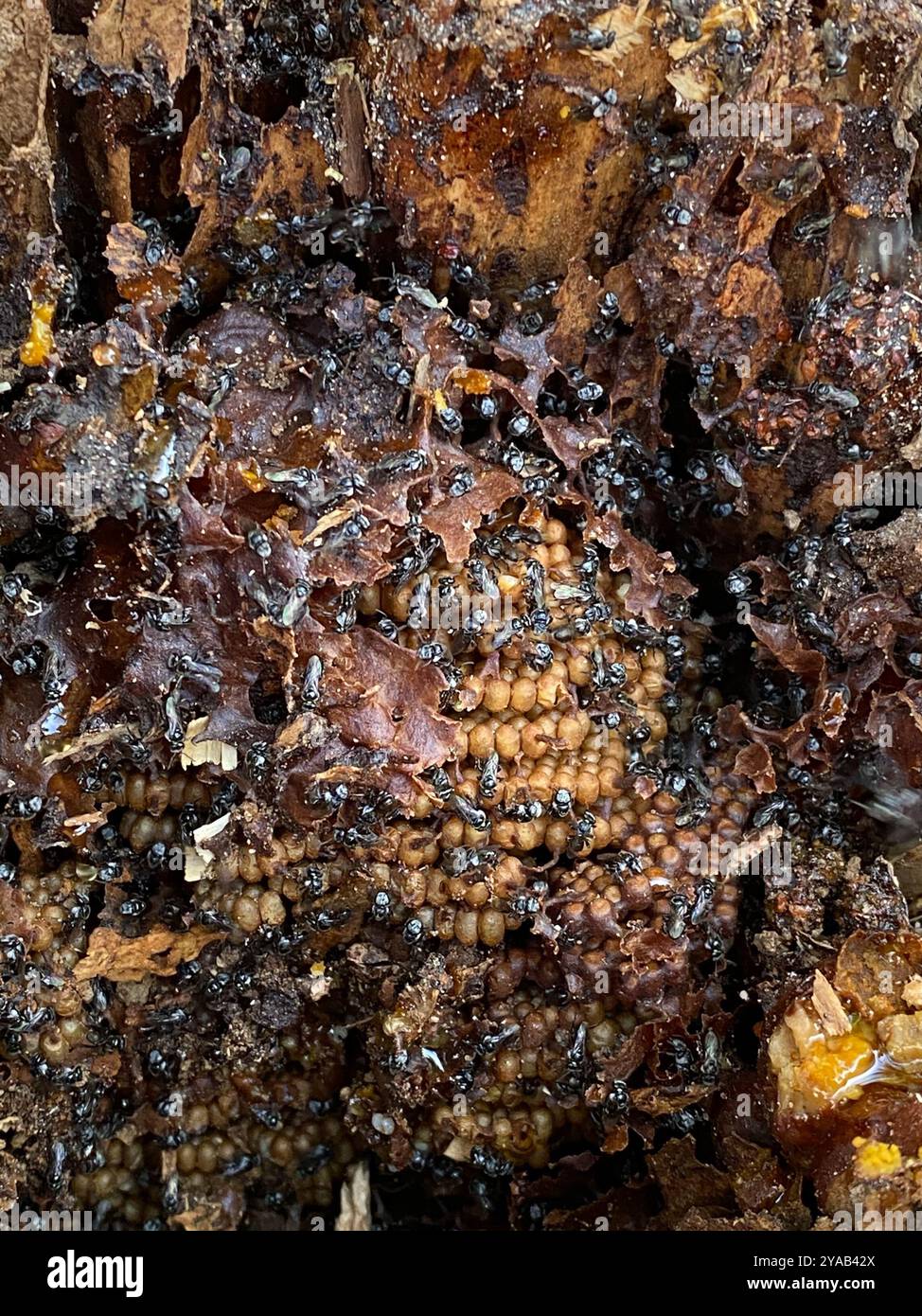 Charcoal Stingless Bee (Tetragonula carbonaria) Insecta Stock Photo - Alamy