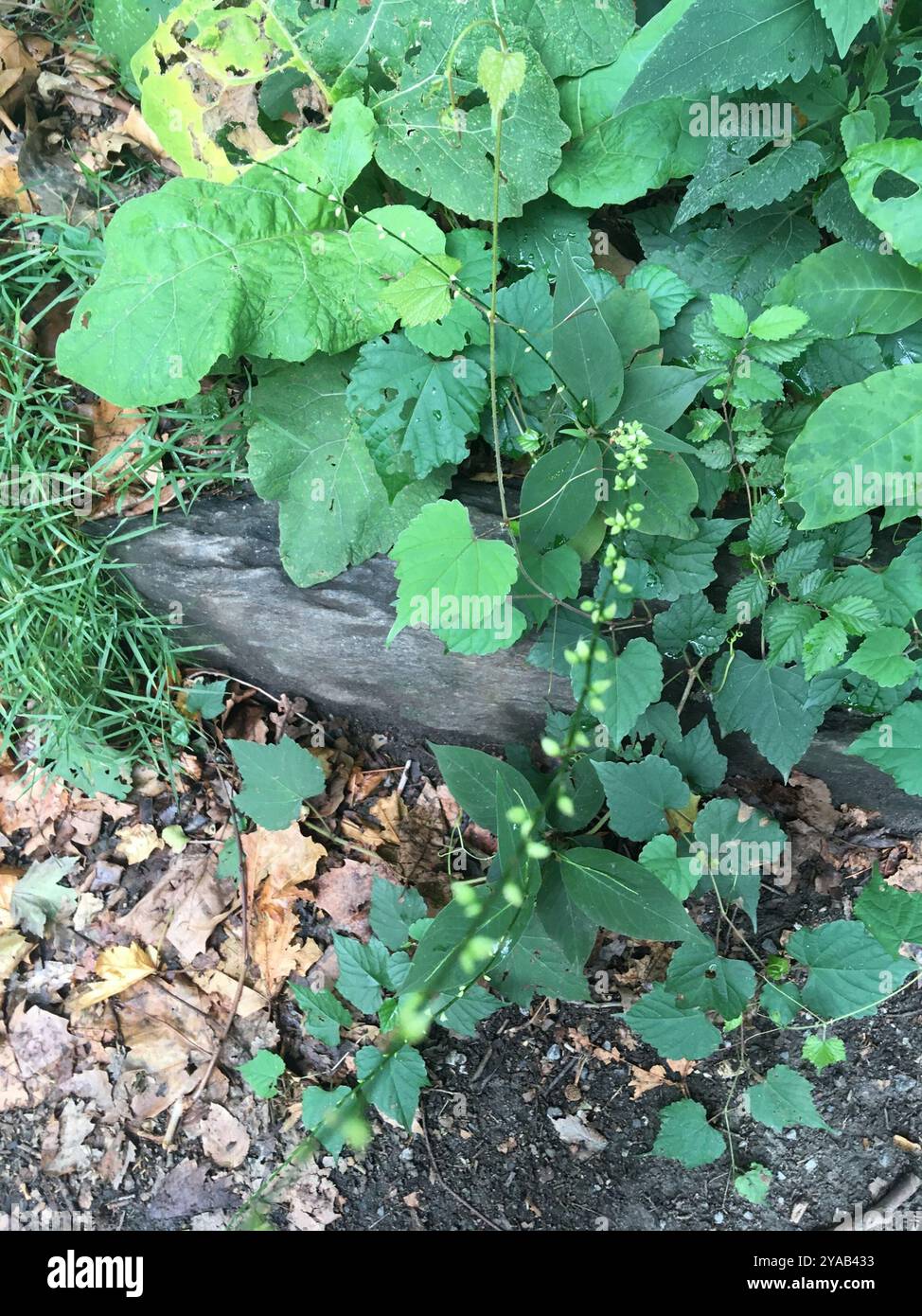 American jumpseed (Persicaria virginiana) Plantae Stock Photo - Alamy