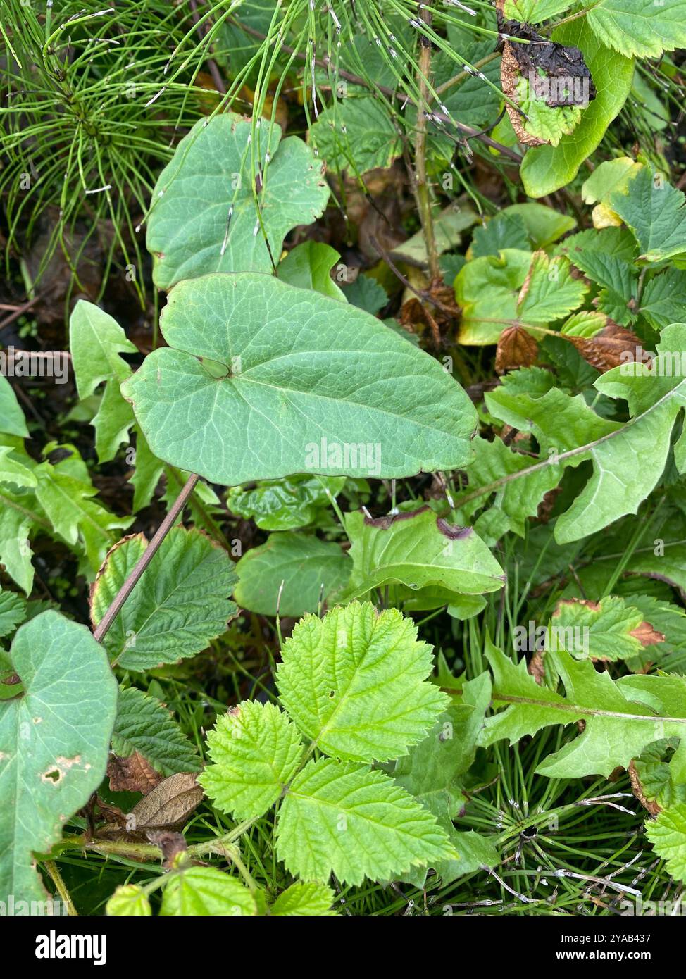 large bindweed (Calystegia silvatica) Plantae Stock Photo - Alamy