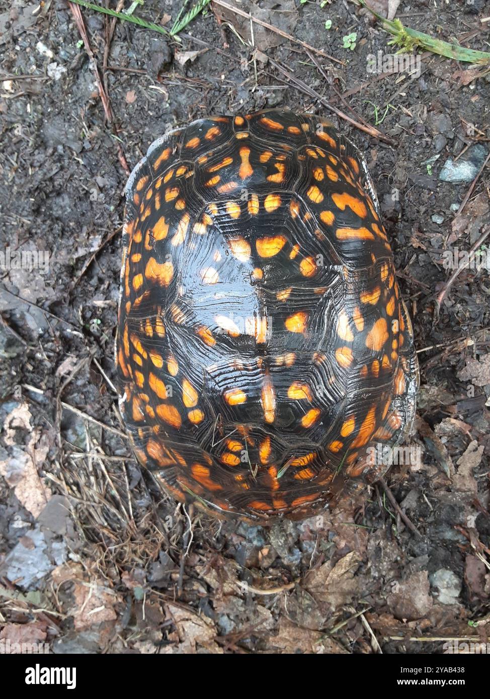 Eastern Box Turtle (Terrapene carolina carolina) Reptilia Stock Photo ...