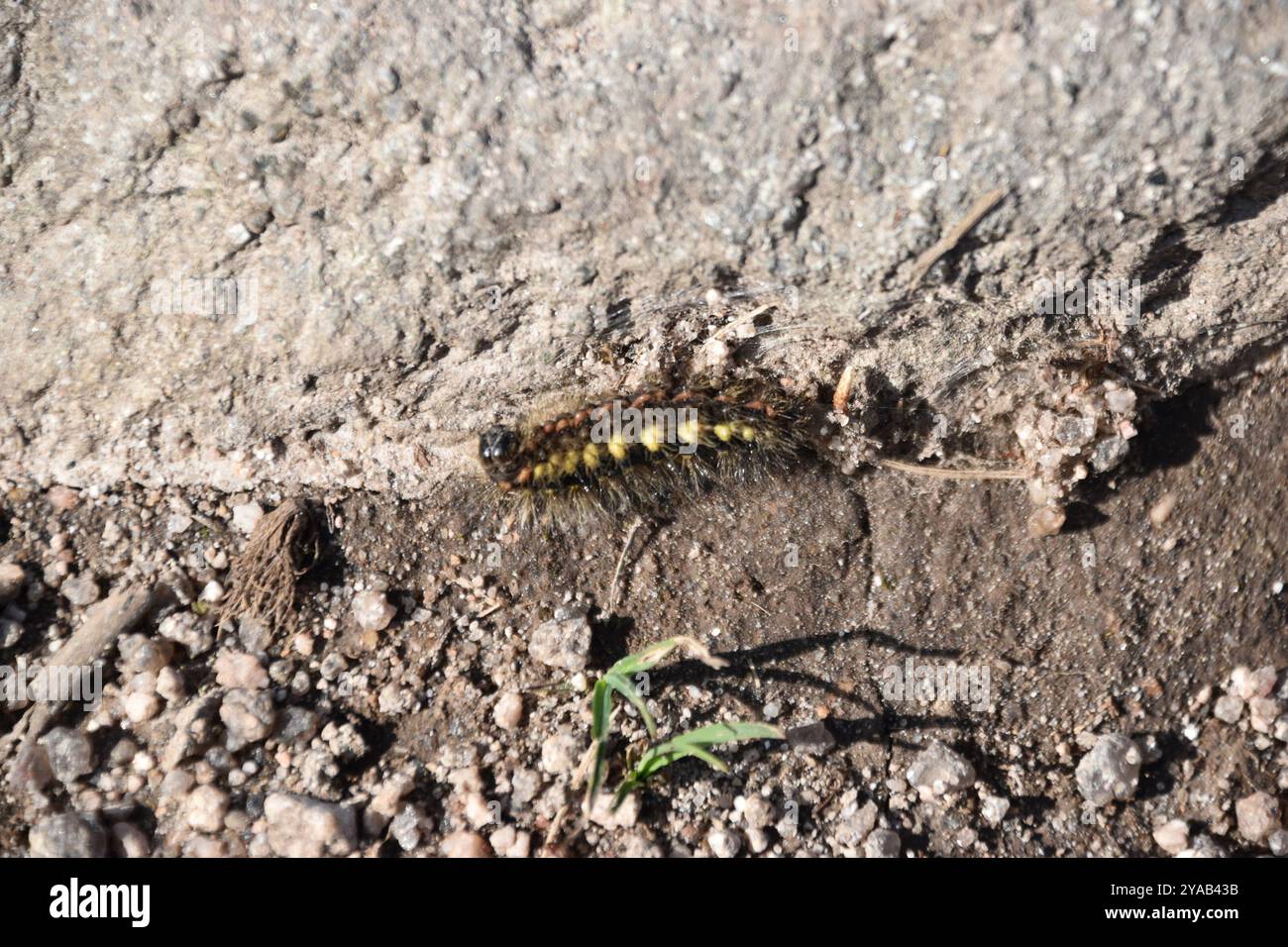 Sweet Gale Moth (Acronicta euphorbiae) Insecta Stock Photo - Alamy