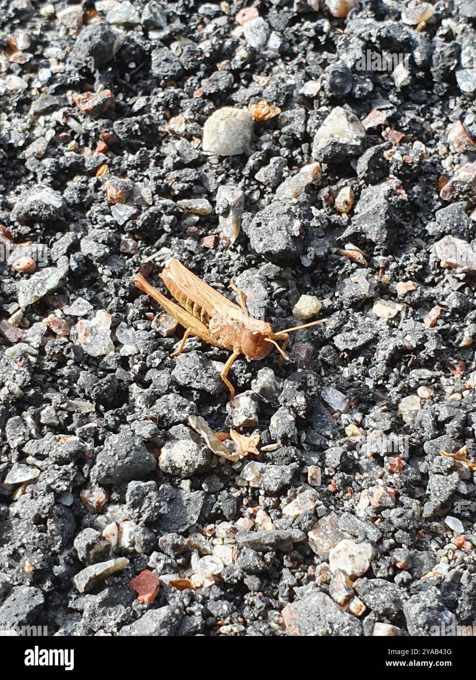 Rufous Grasshopper (Gomphocerippus rufus) Insecta Stock Photo - Alamy