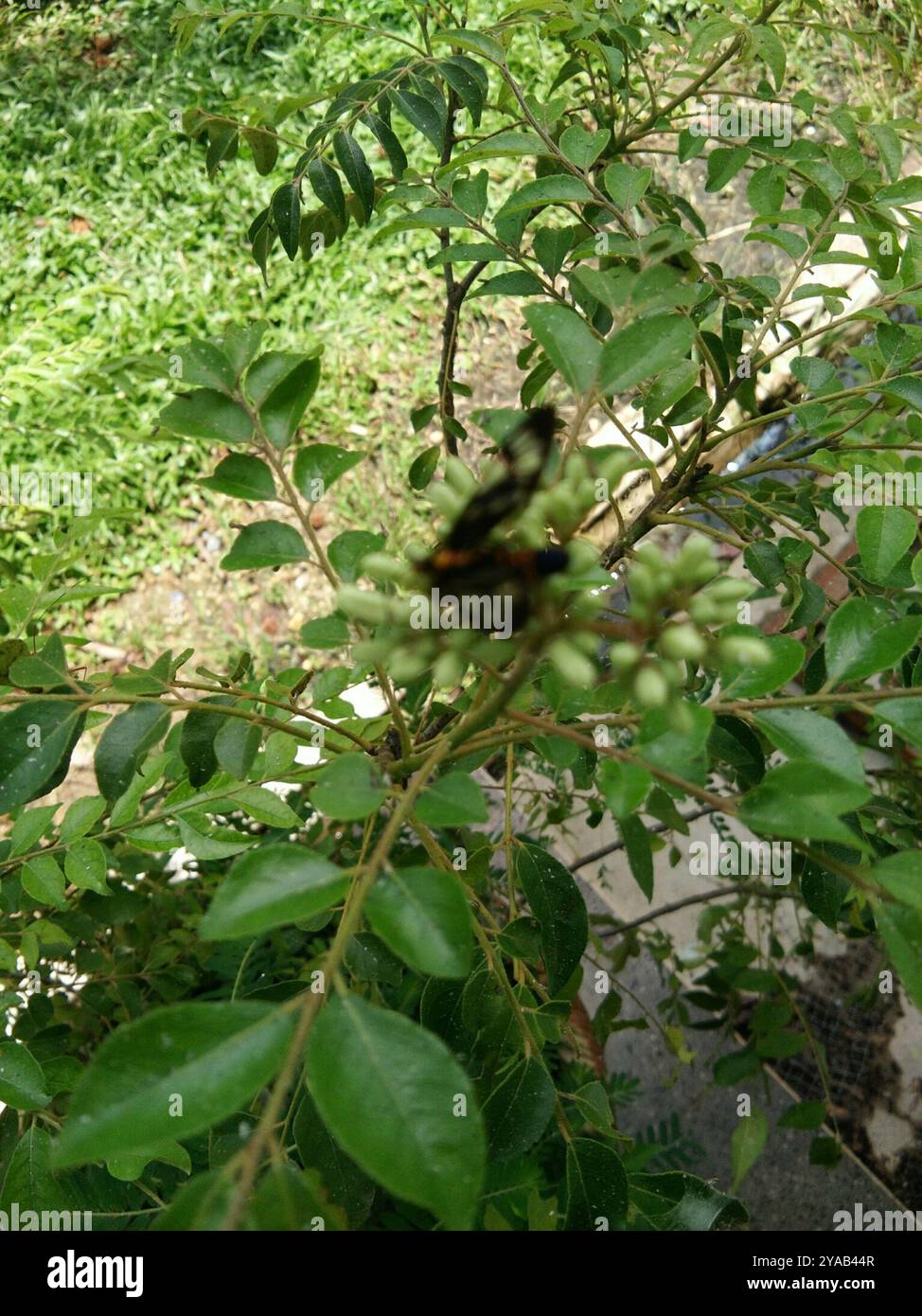 Hübner's Wasp Moth (Amata huebneri) Insecta Stock Photo - Alamy