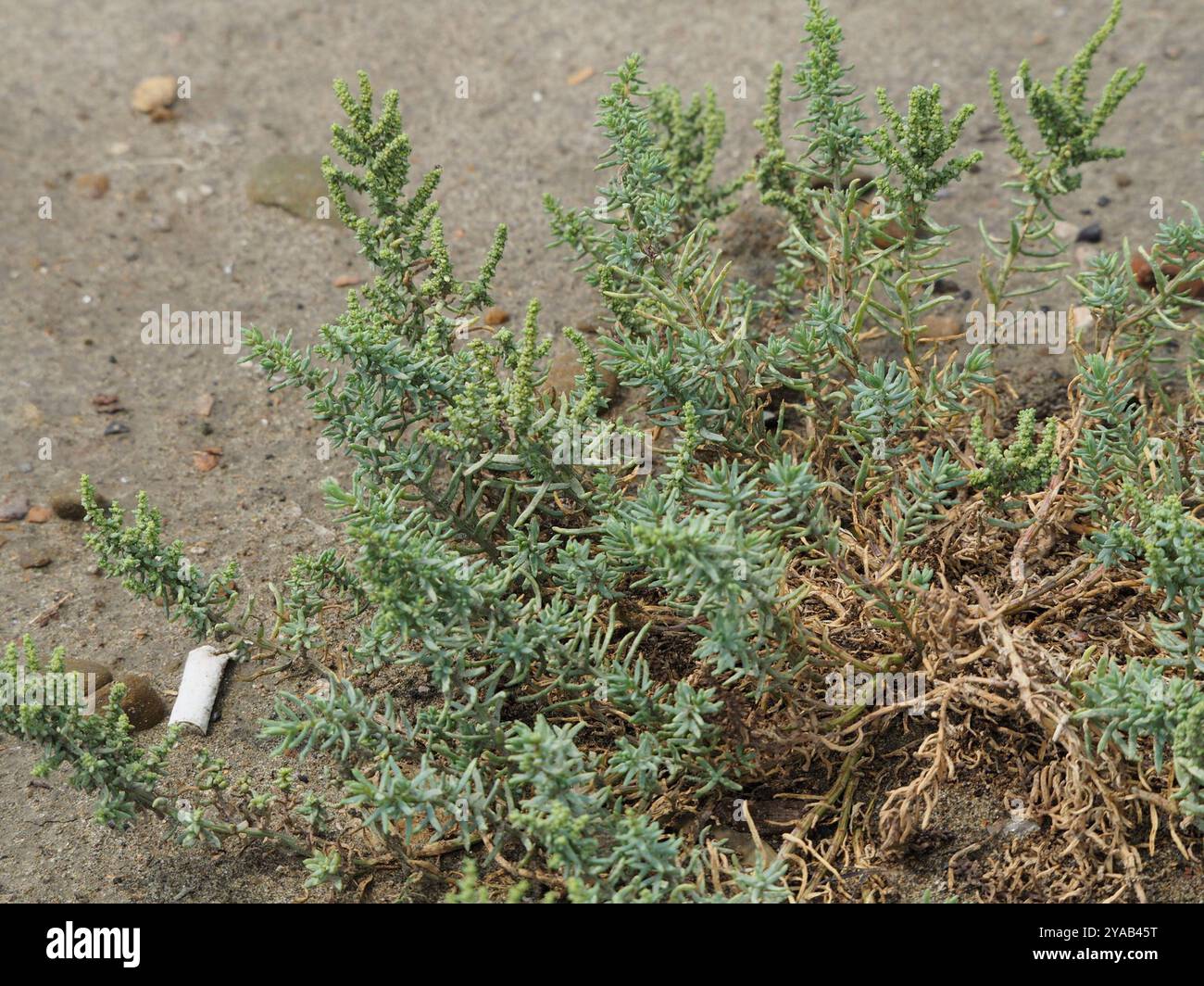 Herbaceous Seepweed (Suaeda maritima) Plantae Stock Photo - Alamy