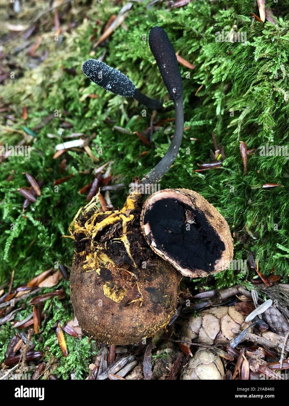 Snaketongue Truffleclub (Tolypocladium ophioglossoides) Fungi Stock ...
