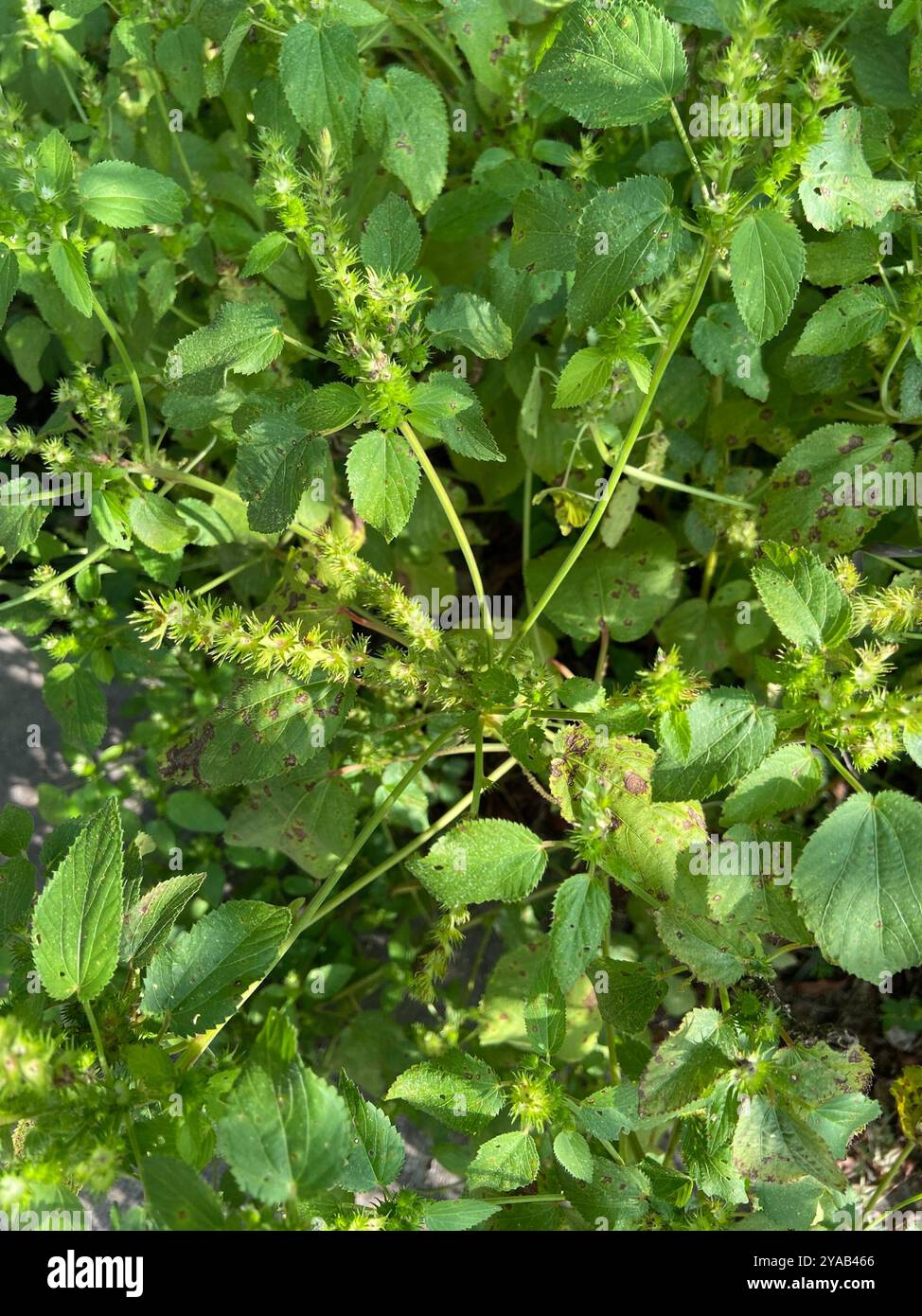 three-seeded mercuries (Acalypha) Plantae Stock Photo - Alamy