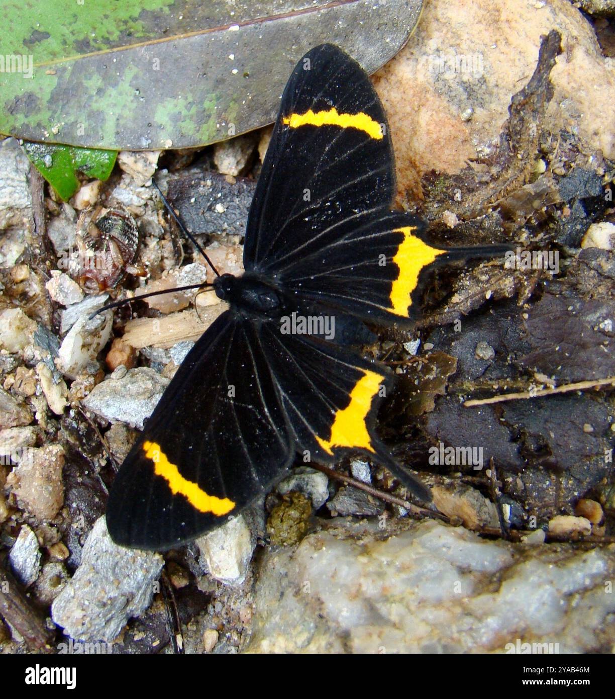 (Barbicornis basilis) Insecta Stock Photo - Alamy
