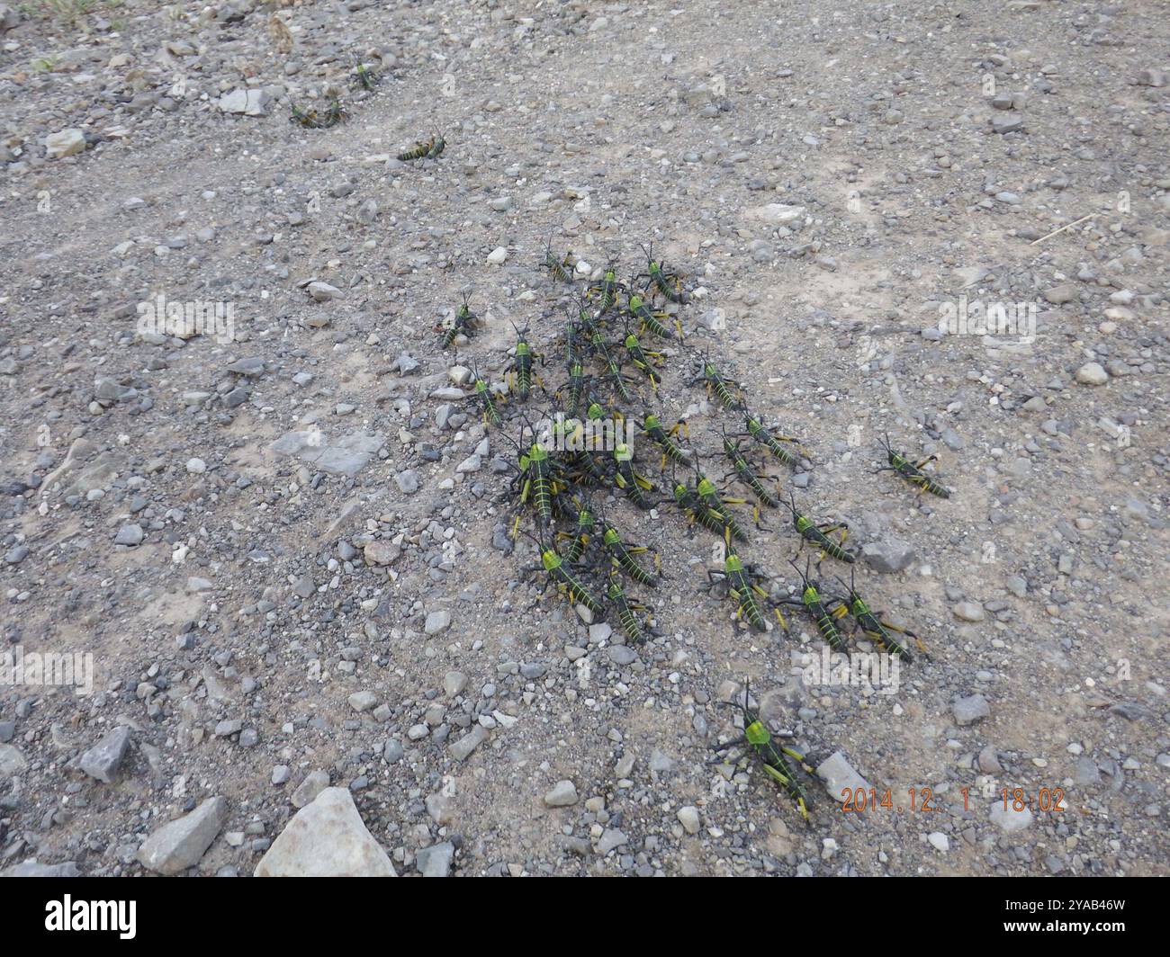 Common Leprous Milkweed Locust (Phymateus leprosus leprosus) Insecta ...