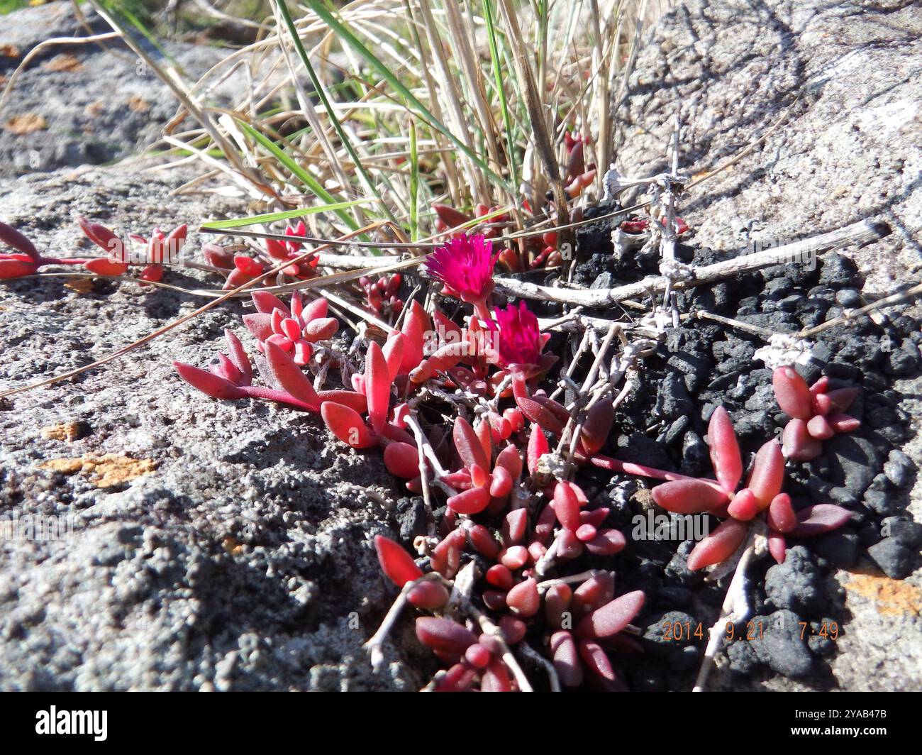 Stone plants (Aizoaceae) Plantae Stock Photo - Alamy