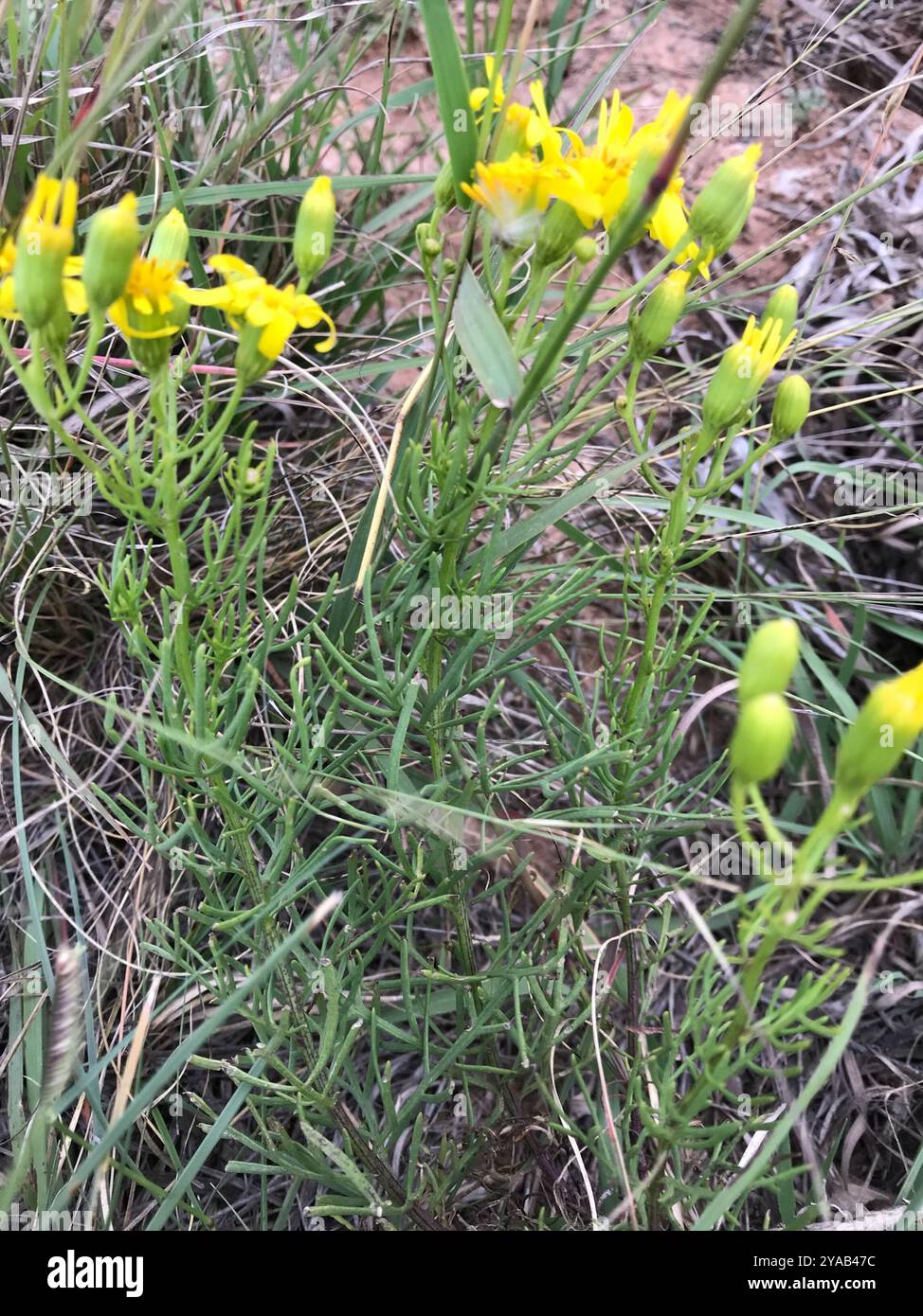 Riddell's ragwort (Senecio riddellii) Plantae Stock Photo - Alamy