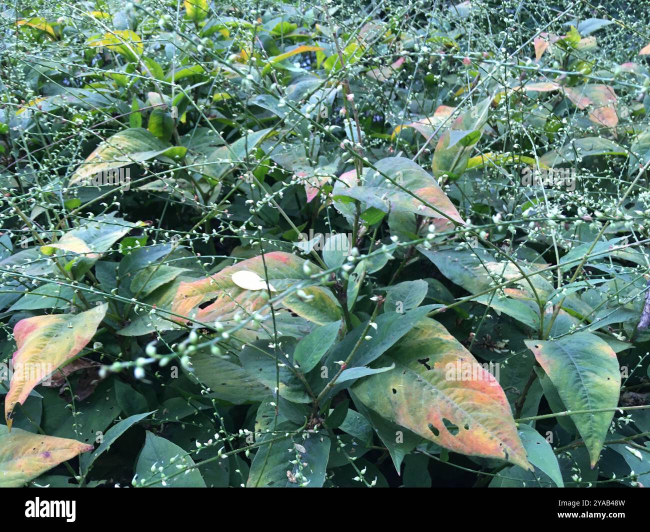 American jumpseed (Persicaria virginiana) Plantae Stock Photo - Alamy