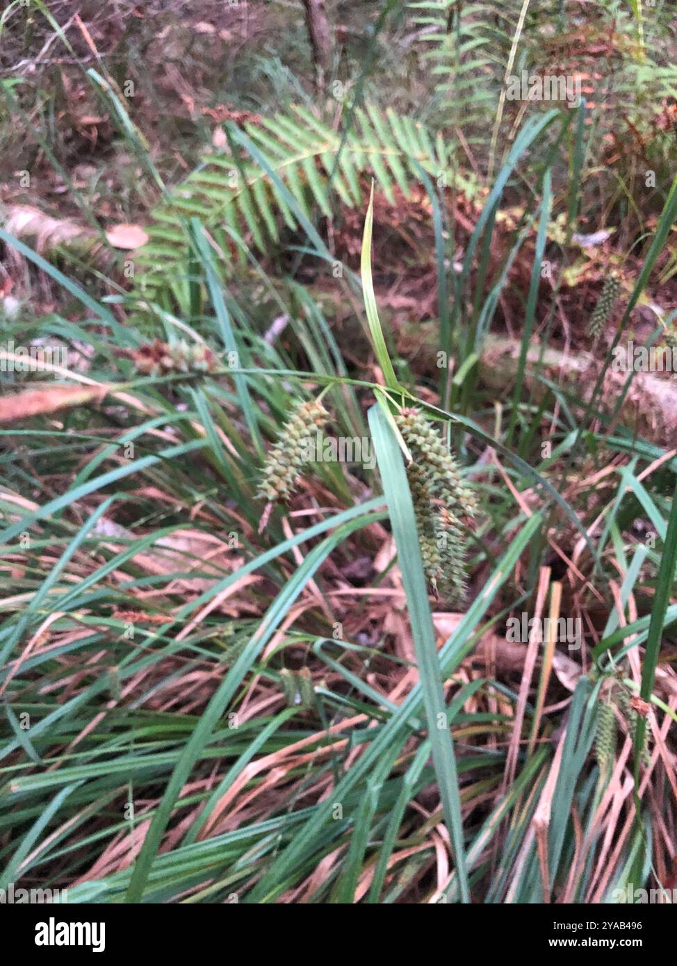 Cypress Swamp Sedge (Carex joorii) Plantae Stock Photo - Alamy
