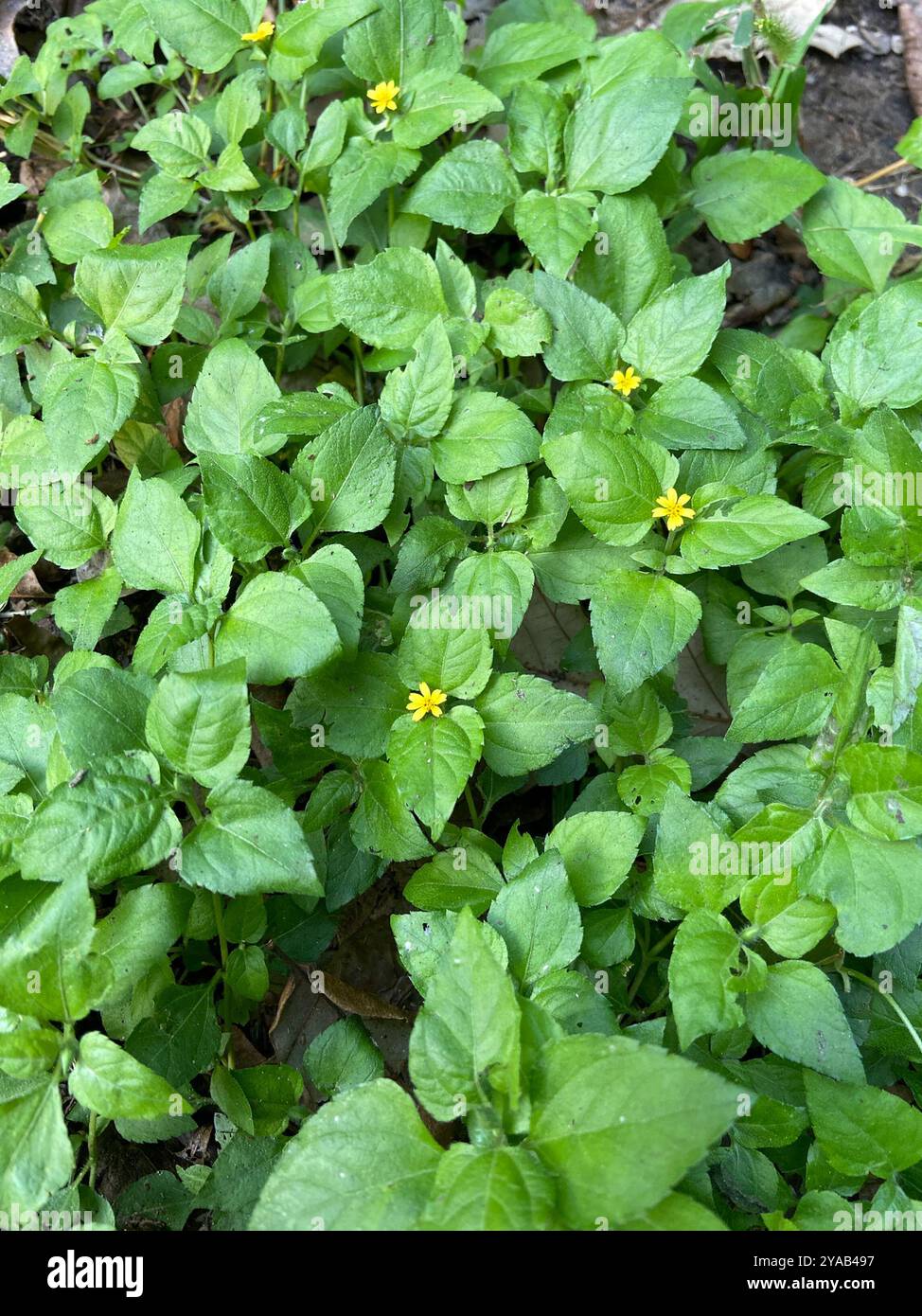 straggler daisy (Calyptocarpus vialis) Plantae Stock Photo - Alamy