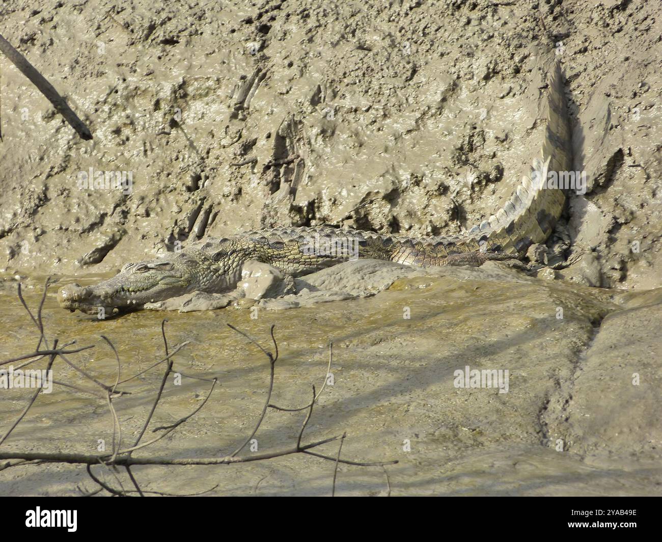 West African Crocodile (Crocodylus suchus) Reptilia Stock Photo - Alamy