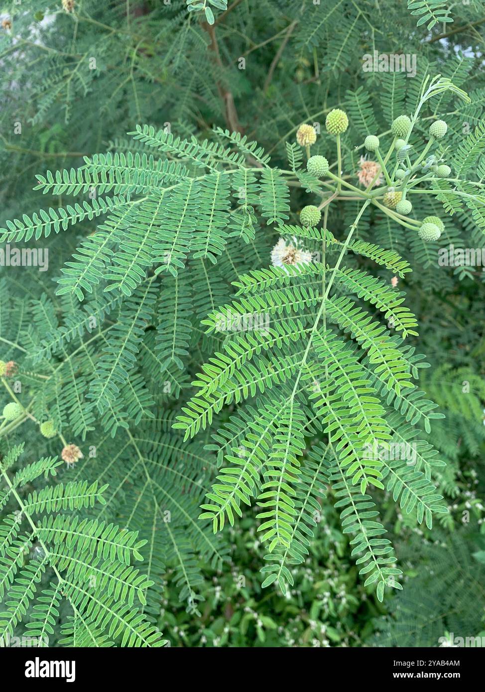 White leadtree (Leucaena leucocephala) Plantae Stock Photo - Alamy