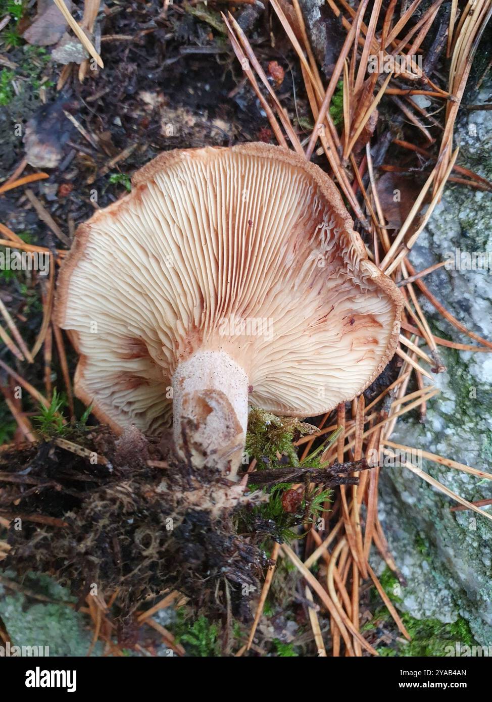 Brown Roll-Rim (Paxillus involutus) Fungi Stock Photo - Alamy