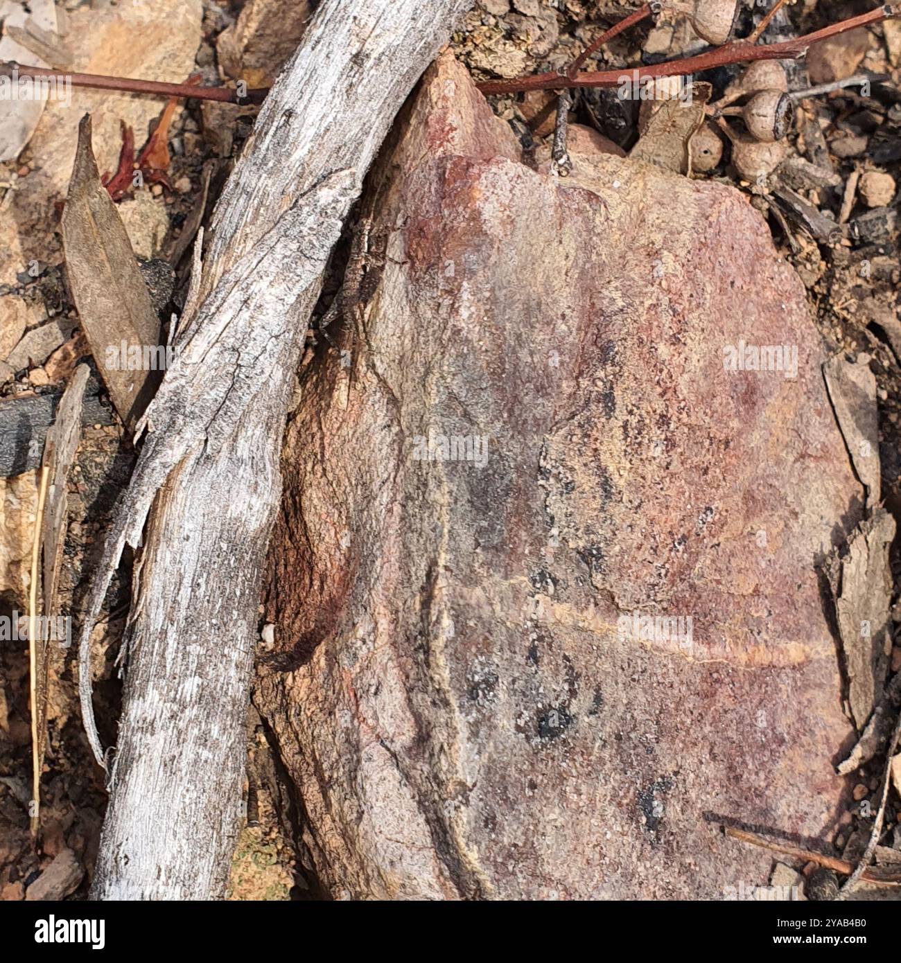 True Crickets (Gryllidae) Insecta Stock Photo - Alamy