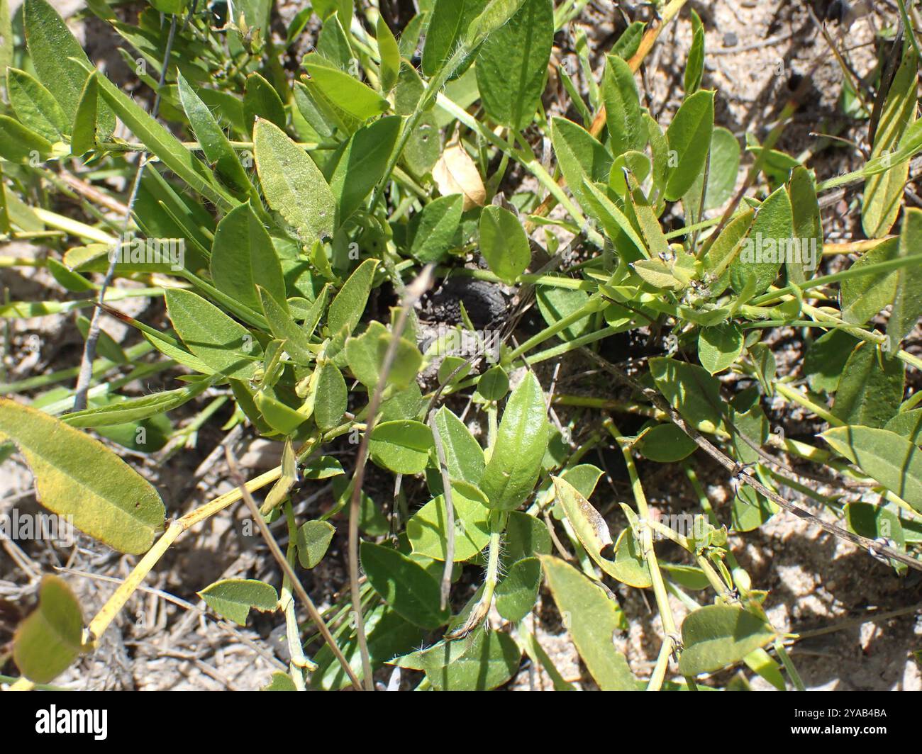 Wispy Fountainbush (Psoralea plauta) Plantae Stock Photo - Alamy